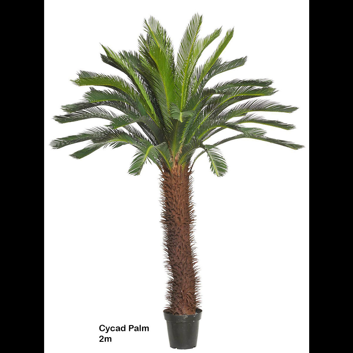 cycad tree shape